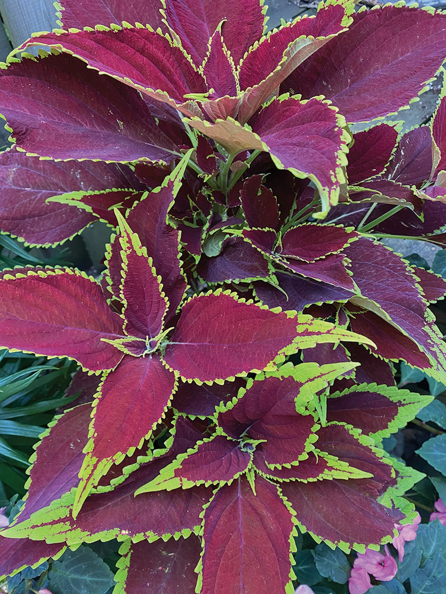 Fleurs Coleus Ruby hearts – Jardin chez Julie et Lova